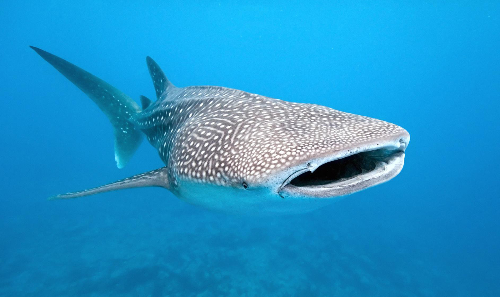 Lo sapevi che gli squali balena hanno dei dentini sugli occhi?
